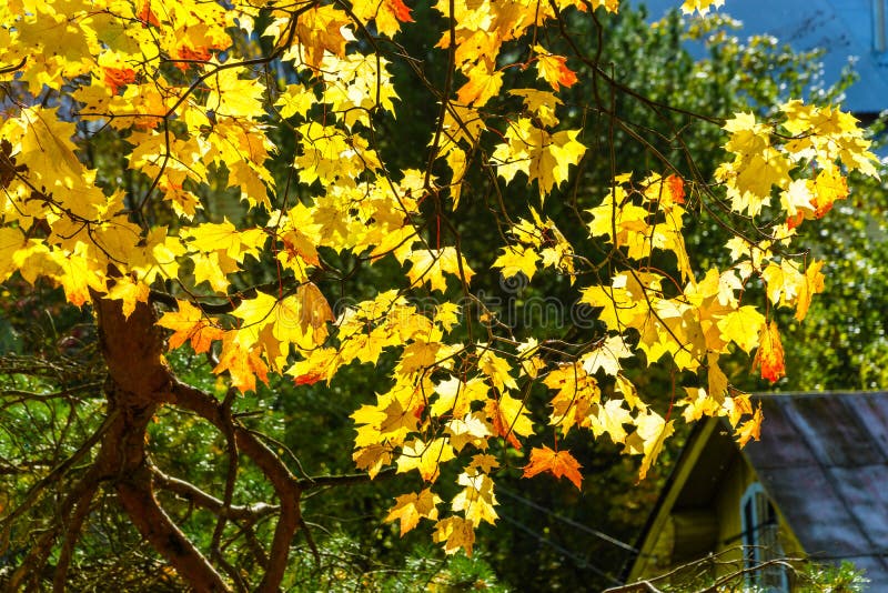 Bright Yellow Maple Leaves, Backlit. Stock Image - Image of leaves ...