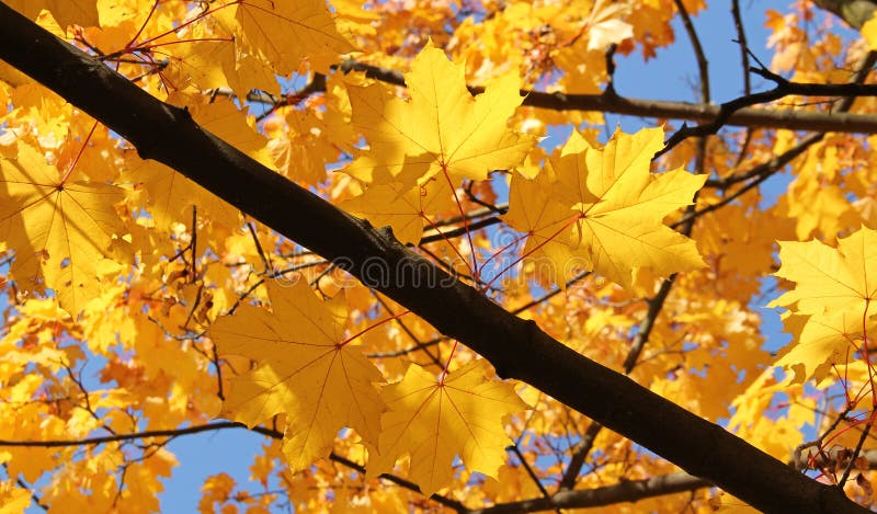 Bright yellow maple leaves stock photo. Image of branch - 79239652