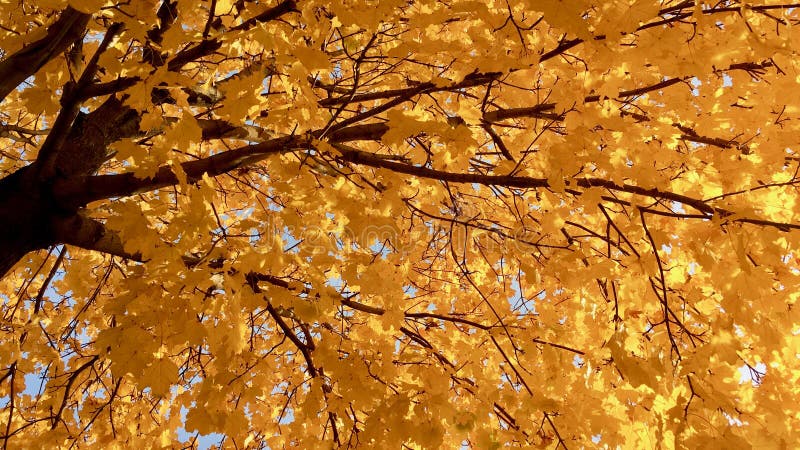 Bright yellow maple stock photo. Image of color, autumnal - 98963300