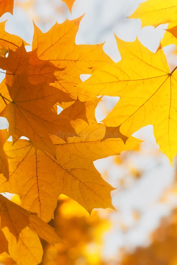 Bright Yellow Maple Leaves, Fall Season Outdoor Background Stock Image ...