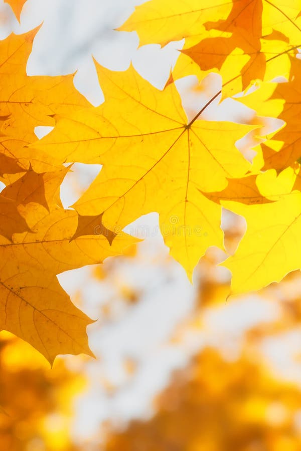 Bright Yellow Maple Leaves, Fall Season Outdoor Background Stock Image ...