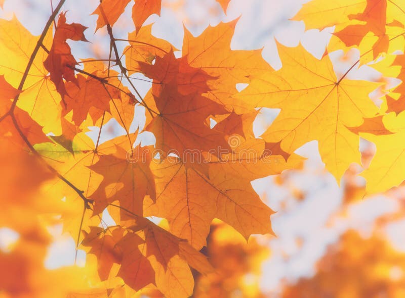 Bright Yellow Maple Leaves, Fall Season Outdoor Background Stock Photo ...
