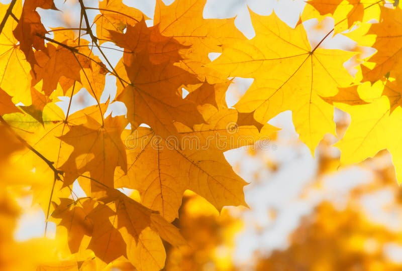 Bright Yellow Maple Leaves, Fall Season Outdoor Background Stock Image ...