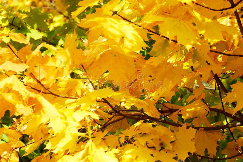 Bright Yellow Maple Leaves on the Tree As a Background Stock Image ...
