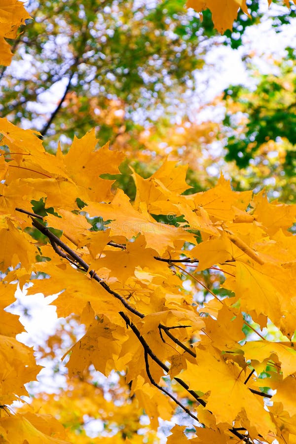 Bright Yellow Maple Leaves on the Tree As a Background Stock Image ...
