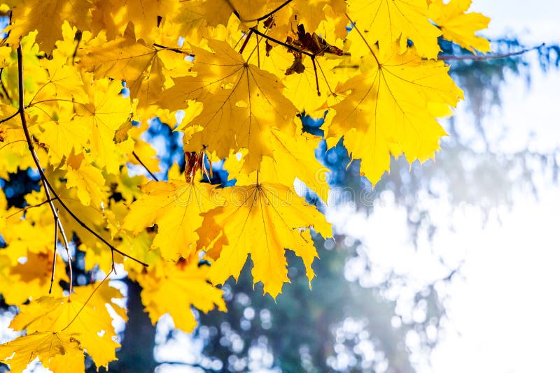 Bright Yellow Maple Leaves on a Tree in Sunny Weather_ Stock Image ...