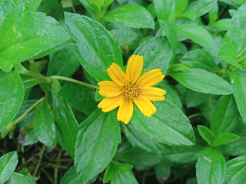Yellow Morning Sunrise on River Stock Image - Image of reflection ...