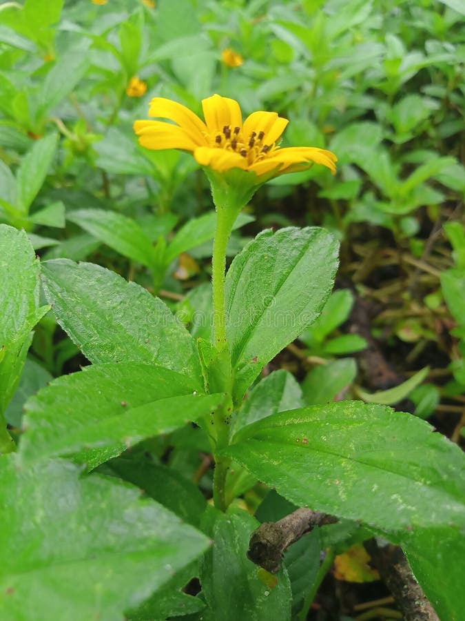 Yellow Morning Sunrise on River Stock Image - Image of reflection ...