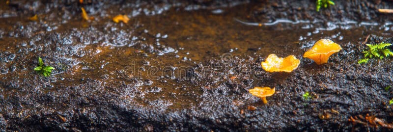 Bright Yellow Mushrooms Growing on Wet Forest Floor after Rainfall ...