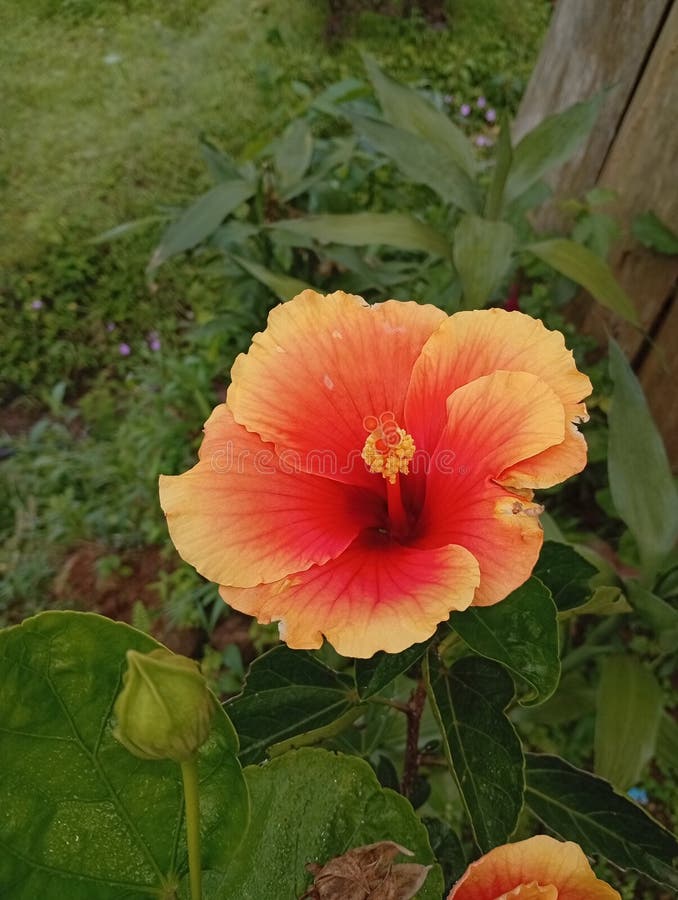 Bright Yellow-Orange Hibiscus Flower in Natural Green Setting Stock ...