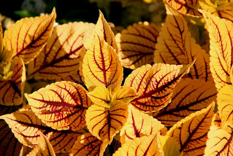 A Bright Yellow-orange Nettle Bush Stock Image - Image of park ...