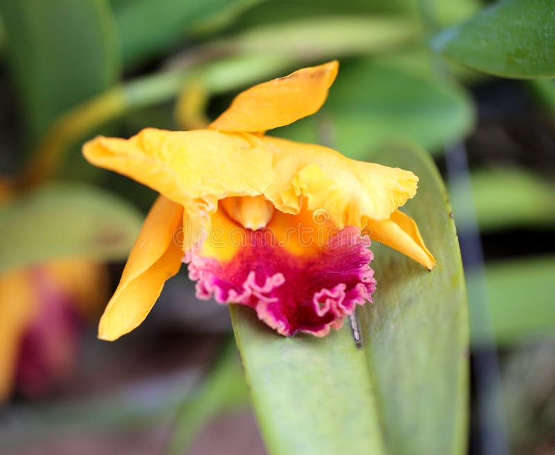 Bright yellow orchid stock image. Image of garden, phalaenopsis - 49501579