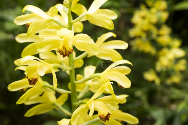Phaius flavus flower stock image. Image of flowering - 15512813