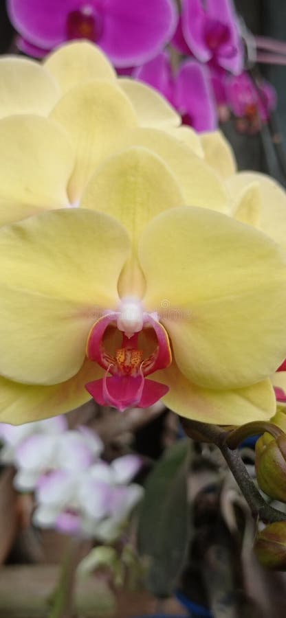 Bright Yellow Orchid with Pink Center in Bloom. Stock Image - Image of ...