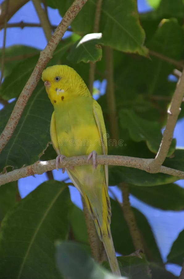 Yellow Parakeet stock image. Image of feather, fowl, parakeet - 12337701