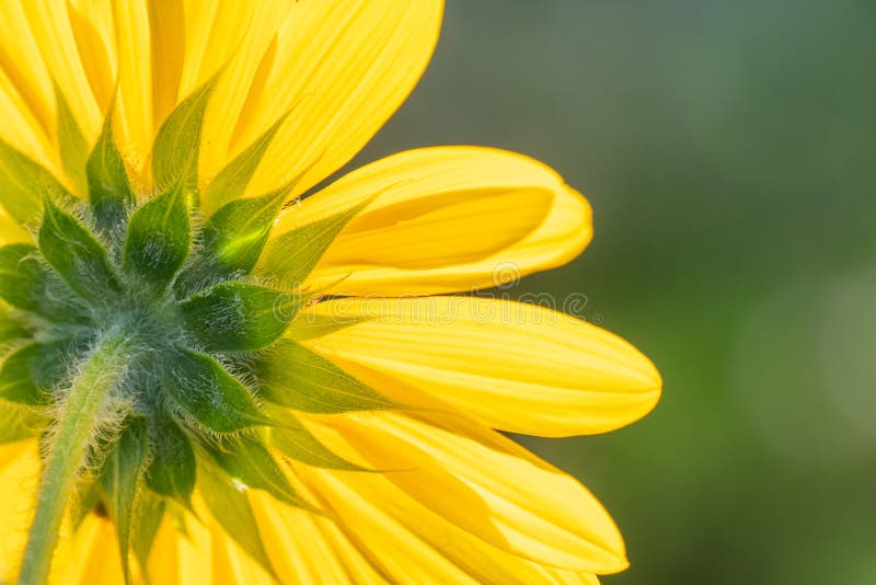 A Backlit Sunflower Blossom Seen from Behind. Stock Photo - Image of ...