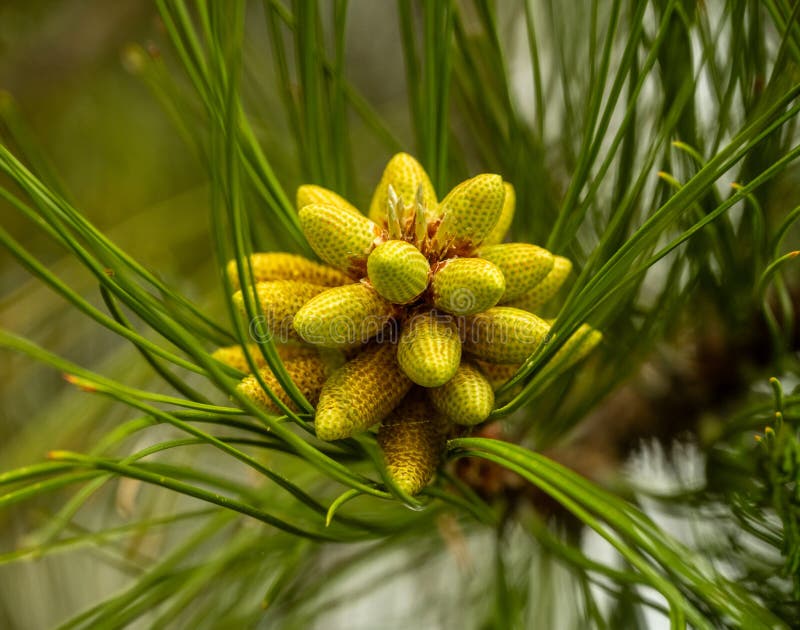 Bright Yellow Pine Cone Buds Burst Like a Firework Stock Image - Image ...