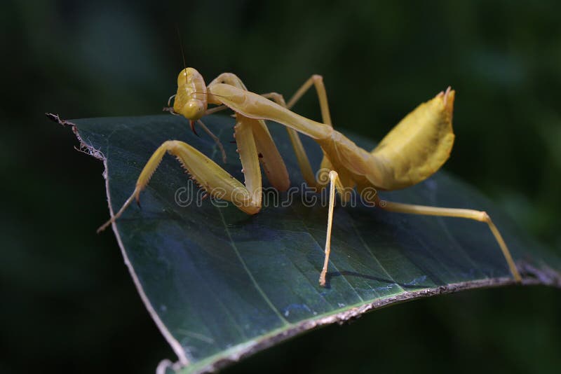 Yellow Praying Mantis On White Background Stock Photo - Image of fauna ...