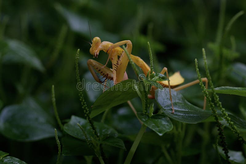 Praying Mantis is Showing Aggressive Behavior. Stock Photo - Image of ...