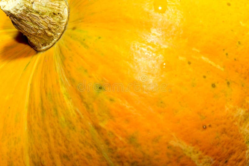 Bright Yellow Pumpkin with a Tail Closeup Stock Photo - Image of garden ...