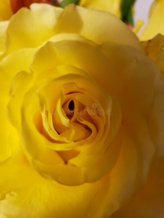 Bright Yellow Rose Bloom Spring Stock Image - Image of leaf, srin ...