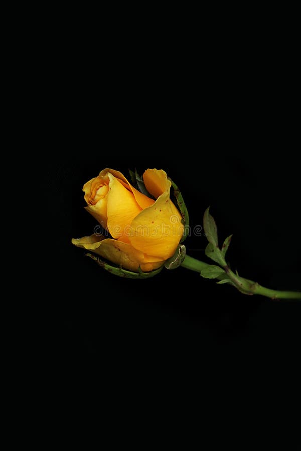 Bright Yellow Rosebud Flower on a Black Background Stock Image - Image ...