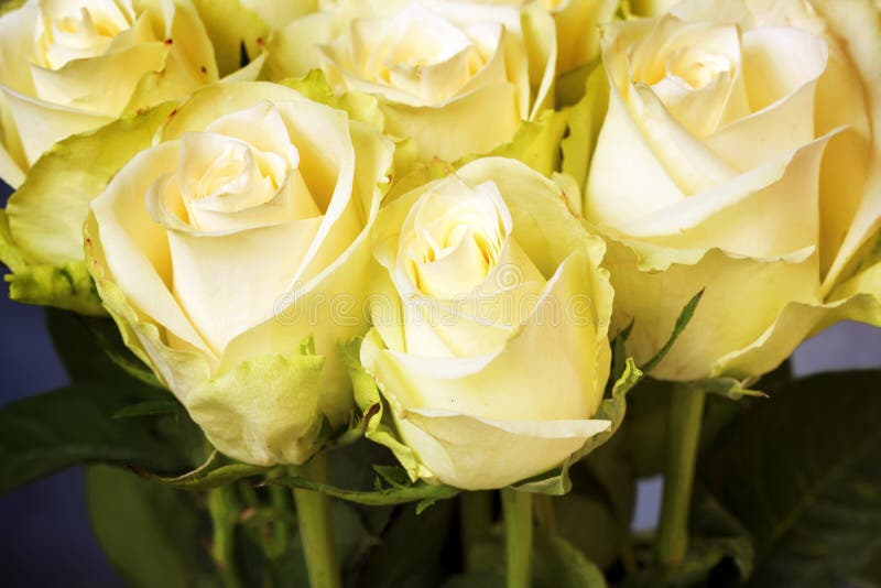 Bright Yellow Roses Background Stock Photo - Image of romance, rose ...
