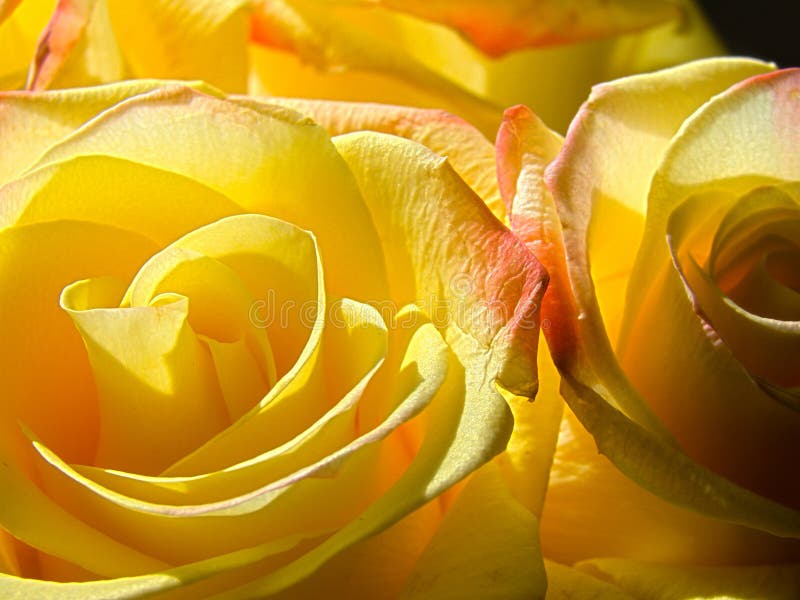 Bright yellow roses stock image. Image of shaped, petals - 32452643
