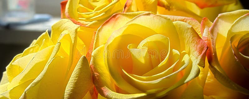 Bright yellow roses stock image. Image of botanical, petal - 32475033