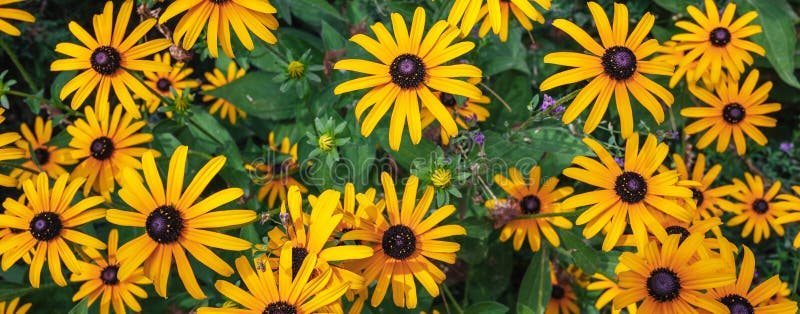Bright Yellow Rudbeckia in Close-up. Stock Photo - Image of greenery ...