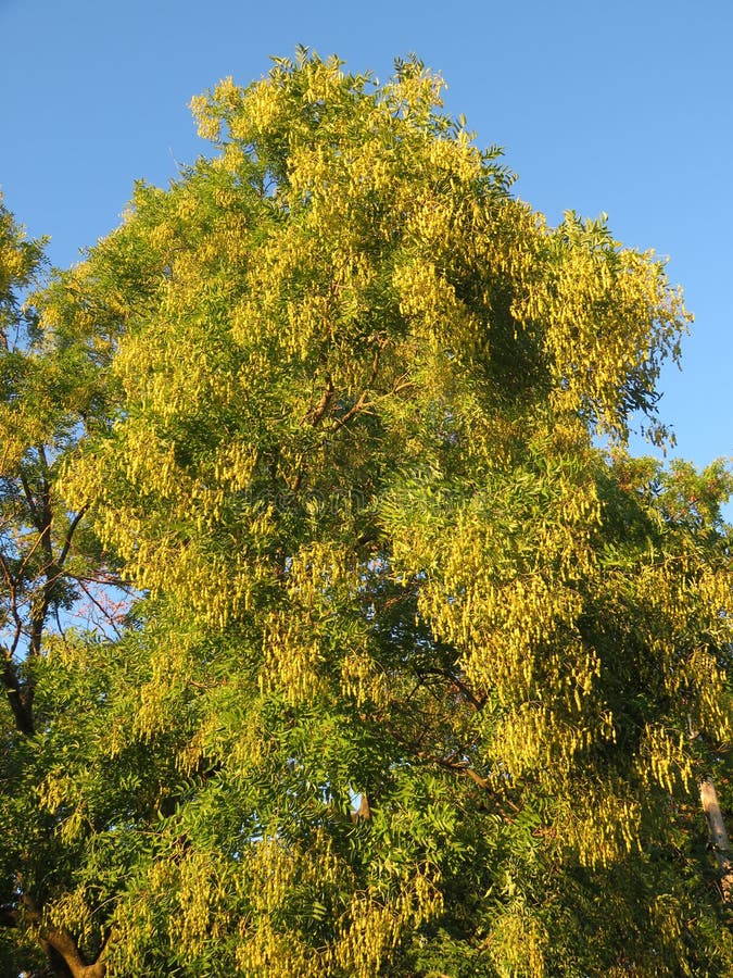 October Autumn Golden Season in Walking Park Land Trail Square ...