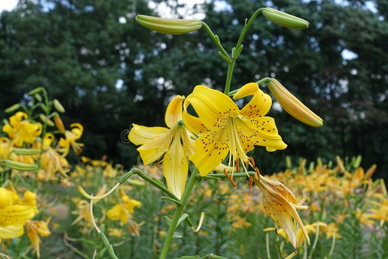 Bright Yellow Spotted Down-facing Flowers of Lilies in June Stock Photo ...