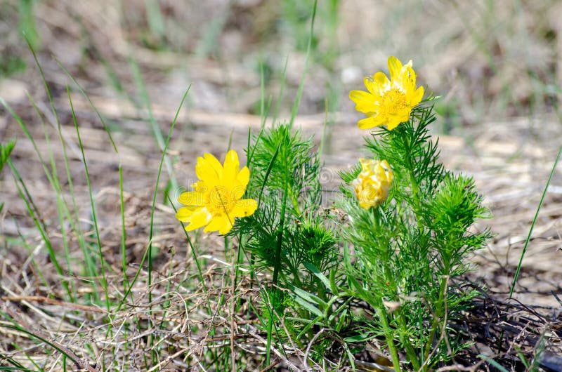 Bright Yellow Spring Adonis Flowers, a Sign of the Approaching Spring ...