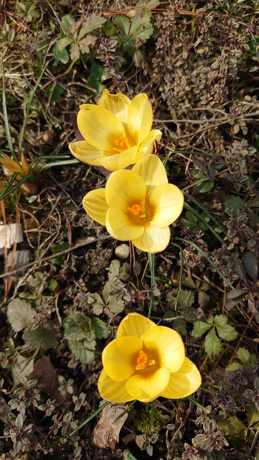 Bright Yellow Spring Flowers in Full Bloom Stock Photo - Image of full ...