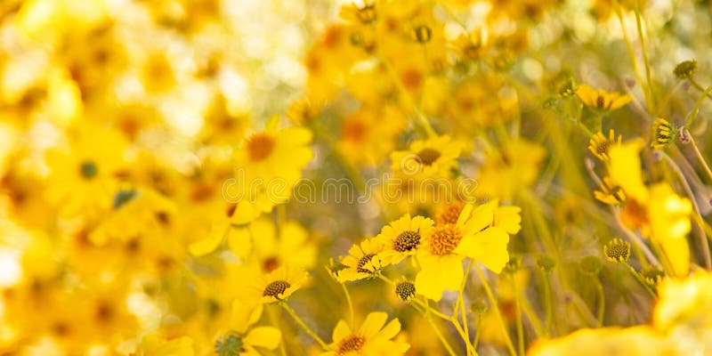 Bright Yellow Spring Wildflowers in Bloom Stock Image - Image of flora ...