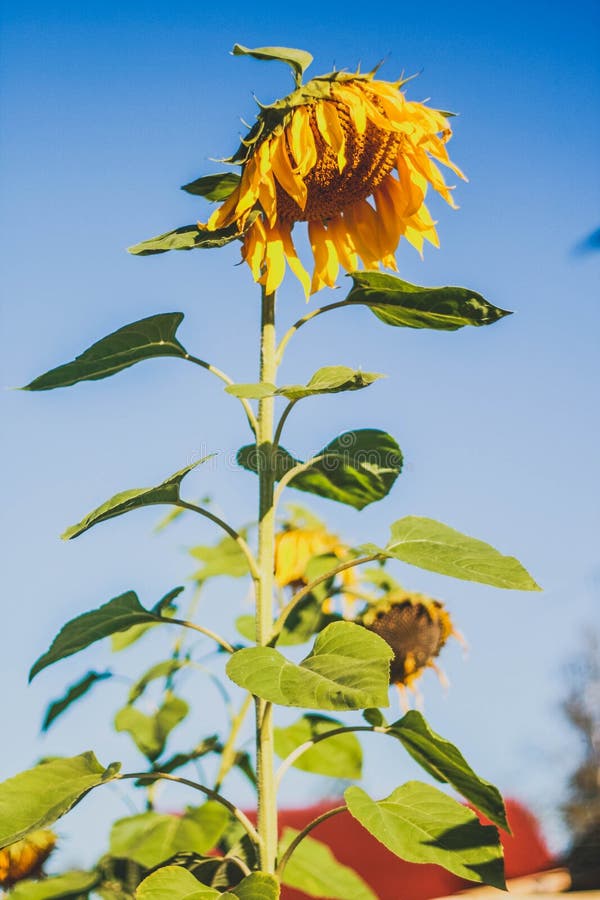 Bright Yellow Sunflower on Blue Sky Background Stock Image - Image of sunflower, garden: 96626363