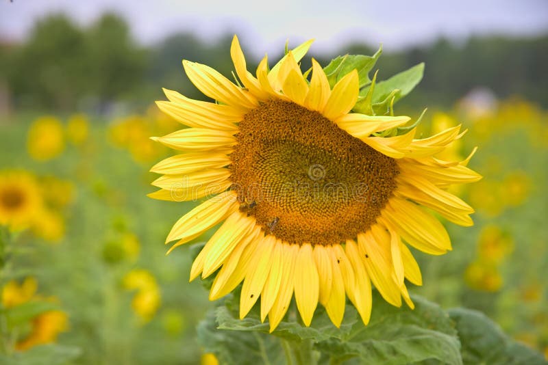 Bright Yellow Sunflower in the Field - Great for a Wallpaper Stock ...