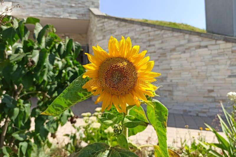 Bright Yellow Sunflower Flower in the Greenery Stock Image - Image of ...
