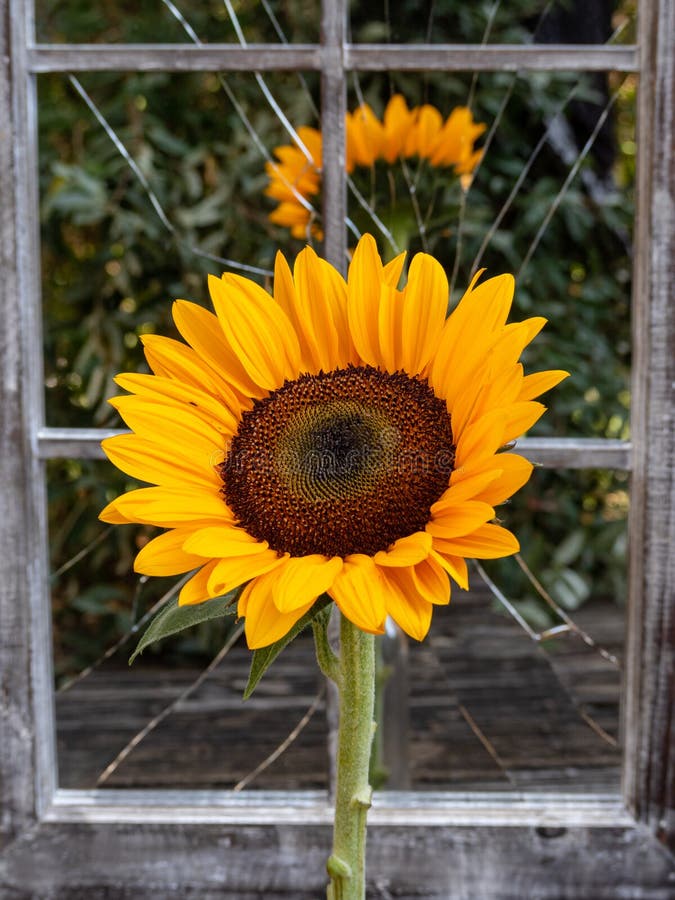 Sunflower in Front of a Rustic Shattered Window. Stock Image - Image of ...