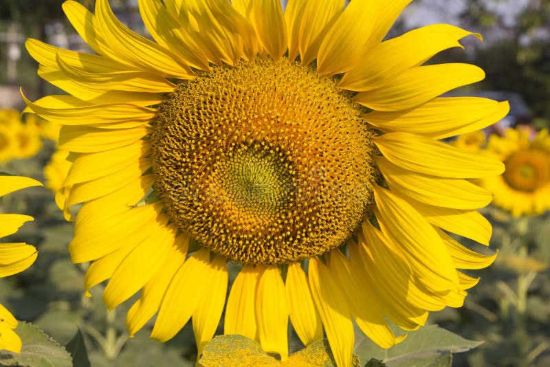 Bright yellow sunflower stock image. Image of blooming - 106522063