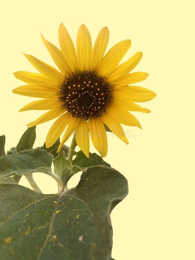 Bright Yellow Sunflower on Pale Yellow Solid Background Stock Image ...