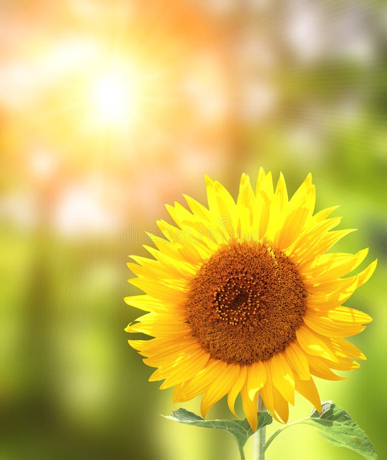 Bright yellow sunflower stock photo. Image of yellow - 46334040