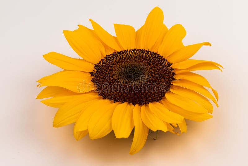 Bright Yellow Sunflower on White Background. Copy Space for Your Text ...