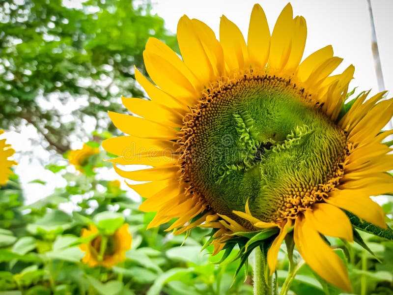 Bright Yellow Sunflowers, with Large Flower Heads. Stock Image - Image ...