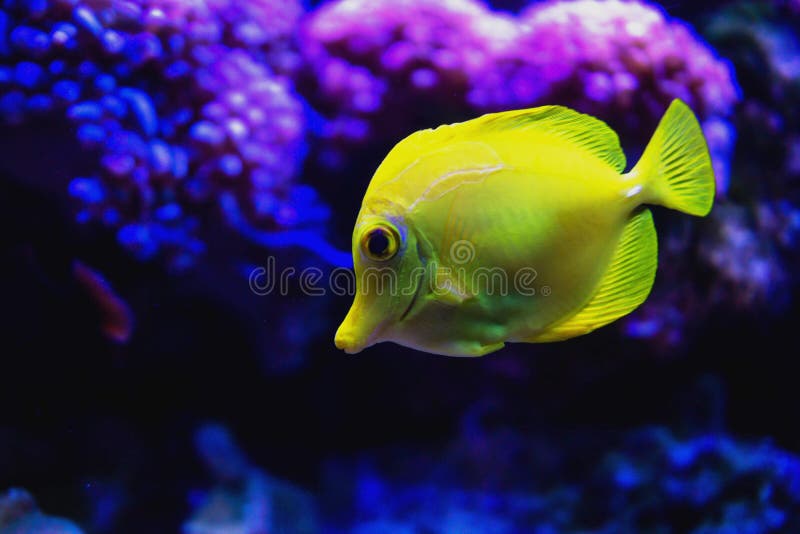 Bright Yellow Tang Fish stock image. Image of colorful - 221414675