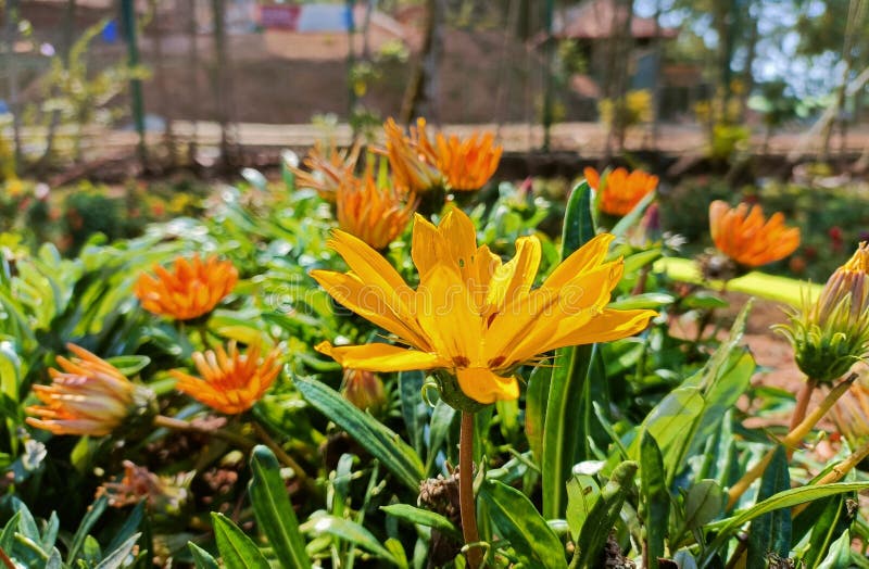 Bright Yellow Treasure Flowers in the Public Garden of Raja S Seat ... Bright Yellow Treasure Flowers in the Public Garden of Raja S Seat ...