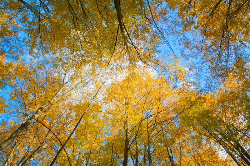 Bright yellow tree stock image. Image of environment - 16659723