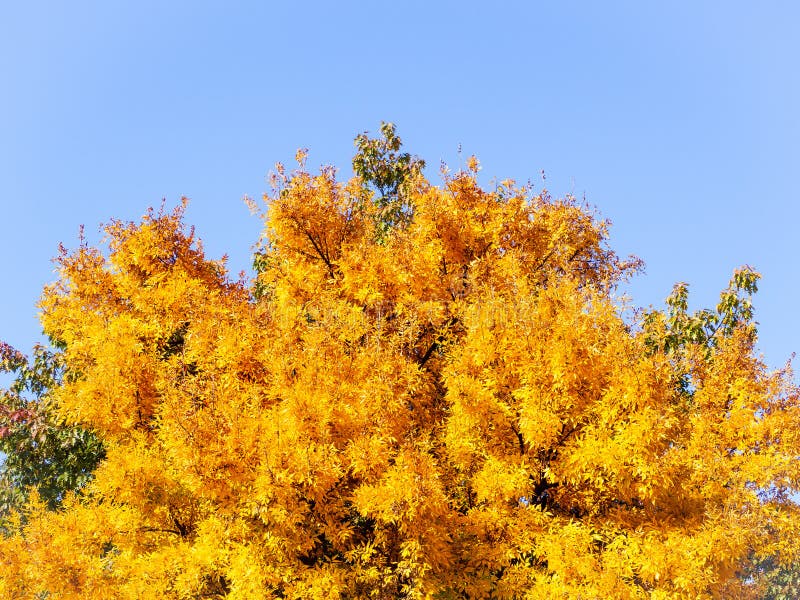 Bright Yellow Tree Canopy in Early Autumn Stock Image - Image of tree ...