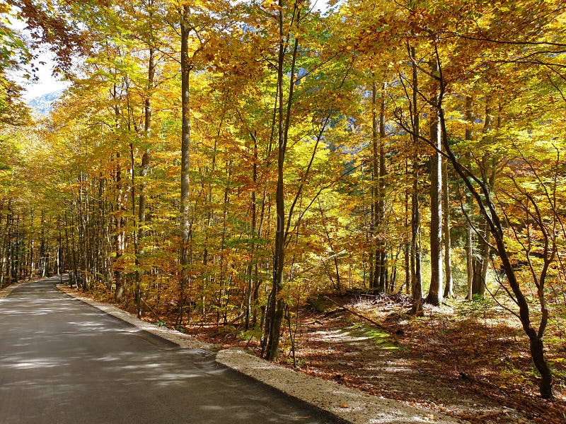 Bright Yellow Trees at Logar Valley - Autumn in Slovenia Stock Image ...