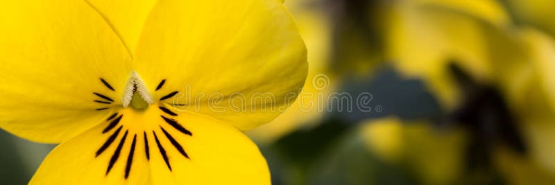 Bright yellow viola banner stock photo. Image of happy - 52007908